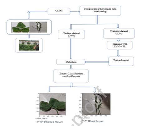 利用深度卷积神经网络对豇豆叶片进行自动分类 慧诺瑞德北京科技有限公司 叶绿素荧光 光合作用 植物表型