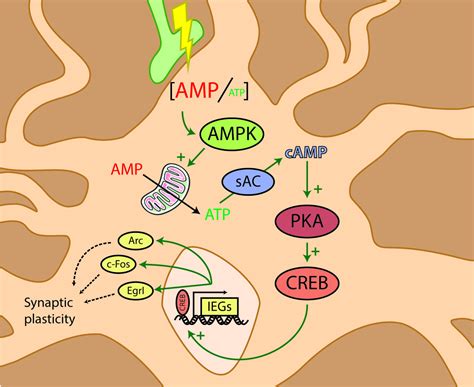 Ijms Free Full Text Amp Activated Protein Kinase Controls Immediate