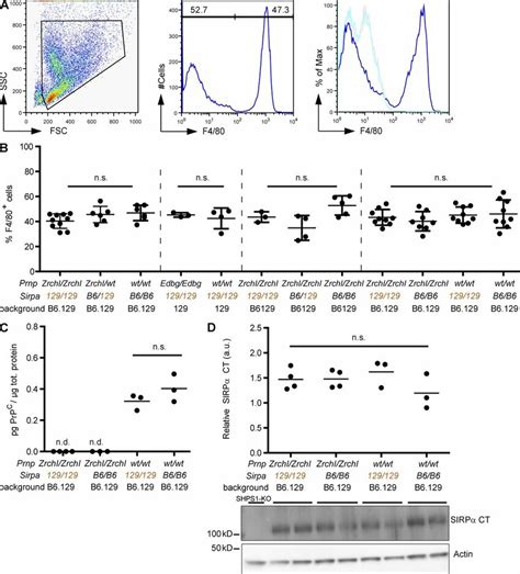 Sirpa Allelotype Does Not Influence PmΦ Abundance Or Prpc And Sirpα