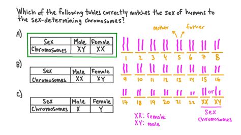 Question Video Matching Biological Sex With The Correct Chromosomes