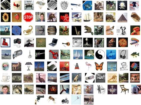 Example Images From Caltech Dataset Download Scientific Diagram