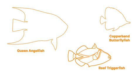 Reef Triggerfish Rhinecanthus Rectangulus Dimensions And Drawings