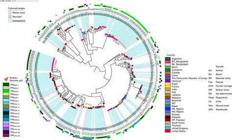 Core Genome Characterization Of E Coli Isolates The Phylogenetic Tree