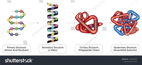 Quaternary Structure Vs Tertiary Structure