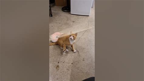 이상한 표정 Youtube