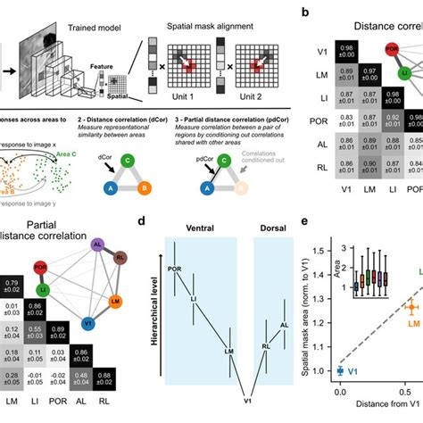 The Functional Organization Of Mouse Visual Cortex A Top The Spatial