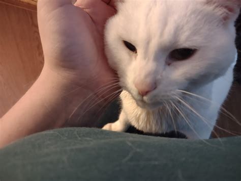 Tiny Satan Rebounding After A Rough Couple Days Raww