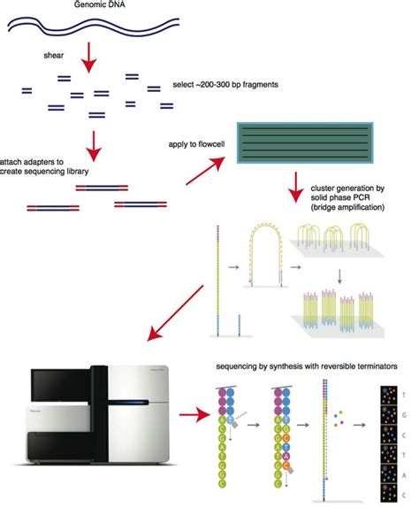Sequencing By Synthesis Explaining The Illumina Sequencing Technology Bitesize Bio Ngs
