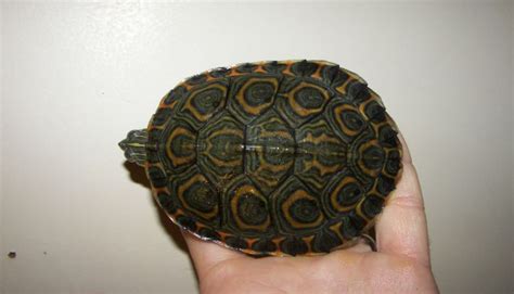 Nicaraguan Slider Facts All Turtles