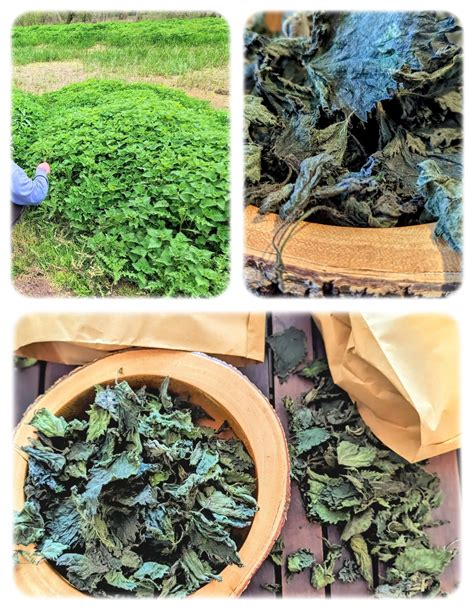 Dry Stinging Nettle Leaves 50g Health From The Nature