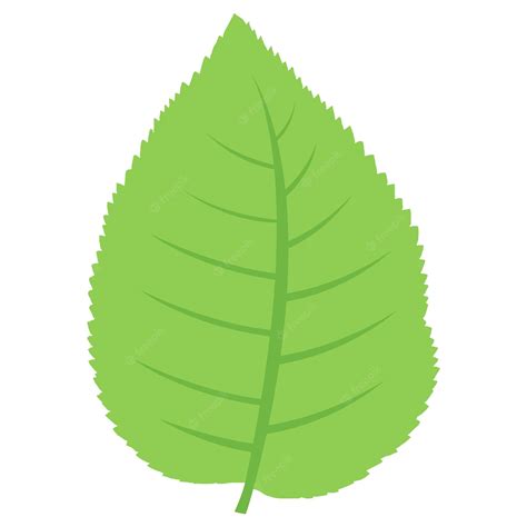 Premium Vector Green Leaf Flat Style