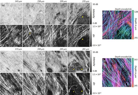 Ac Intensity And Birefringence Δn At Different Depths Of The