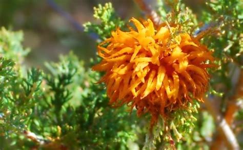 Cedar Apple Rust Identification Control Stark Bro S