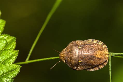 Stink Bug Insect Free Photo On Pixabay Pixabay