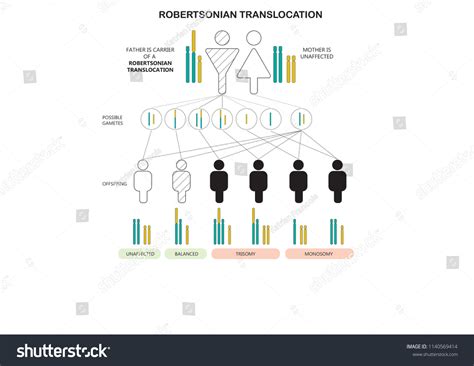 4 Imágenes De Robertsonian Translocation Imágenes Fotos Y Vectores De Stock Shutterstock