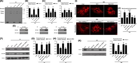 Melatonin Protects Cardiac Microvasculature Against Ischemia