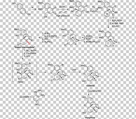 Total Synthesis Of Morphine And Related Alkaloids Chemistry Pale Blue Dot Png Clipart Angle