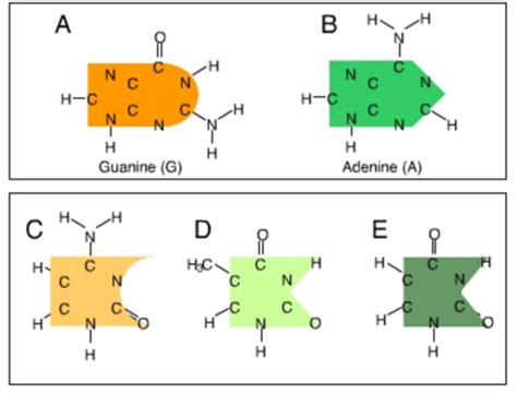 Nucleotide Bases With Their Complementary Partners