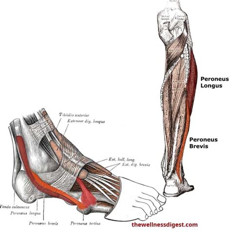Peroneus Longus Muscle Anatomy Origin Insertion Action The
