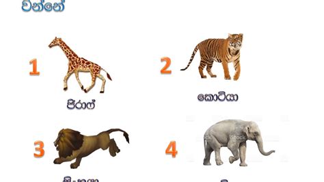 3 ශ්‍රේණිය අප අවට සත්තු 1 ඇගයීම Youtube