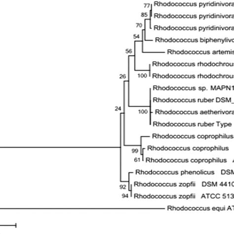Phylogenetic Tree Of Rhodococcus Sp Mapn 1 Showing Genetic Relatedness
