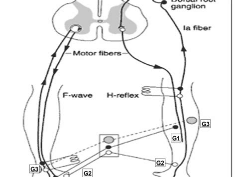 Late Responses F Wave And Hreflex