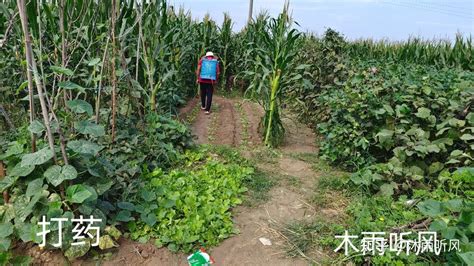 一天当中什么时候打农药更好对作物更有利药效发挥更佳 知乎