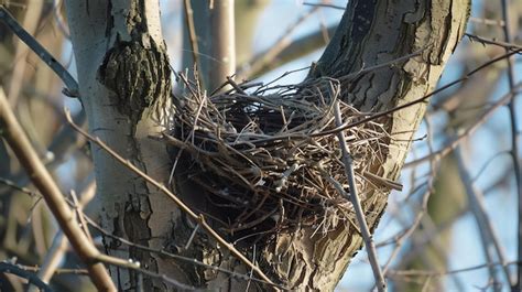 A Birds Nest Sits In The Crook Of A Tree Branch The Nest Is Made Of