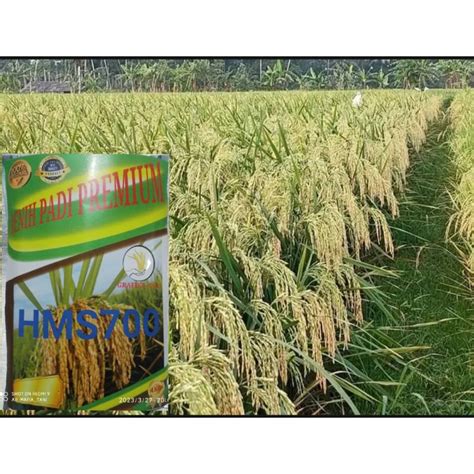 Jual Benih Padi Unggul Hms Kg Shopee Indonesia