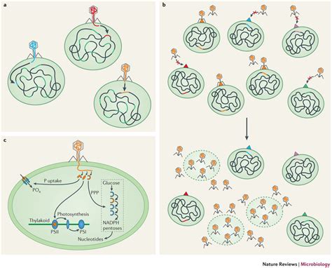 The Influence Of Phage Predation On Prochlorococcus Gene Content Download Scientific Diagram