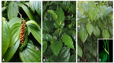 Cultivated Piper Species A P Nigrum B P Longum C P Betle D P