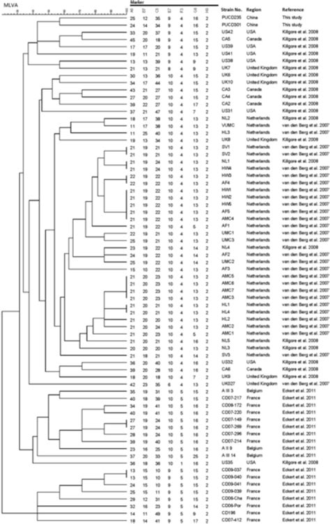 mlva dendrogram based on profiles of seven markers for the two ribotype