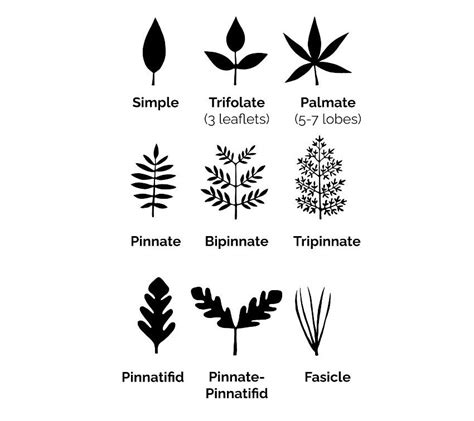 Plant Identification Eco Friendly Income