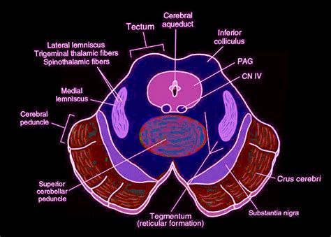 Anatomy Of Midbrain Midbrain Anatomy Function And Structures Lesson