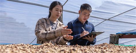 프레이머 작업자가 야외에서 농장에서 건조된 커피 원두를 손으로 검사하고 던지고 있습니다 농부 남자는 커피 콩을 말리는 과정에서 농장에서 일합니다 25 29세에 대한 스톡