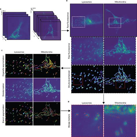 Nellie Automated Organelle Segmentation Tracking And Hierarchical Feature Extraction In 2d3d