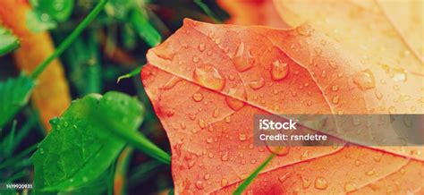 건조한 가을 잎 질감 세부 사항 숲 자연의 가을 아름다움의 추상적 인 배경 신선한 이슬 물방울 갈색 빨간색 시트 정맥 구조 나무 식물에 젖은 물방울이 닫힙니다 에코 플로라