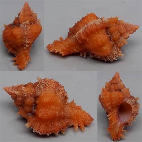 Chicoreus Sp 3283993