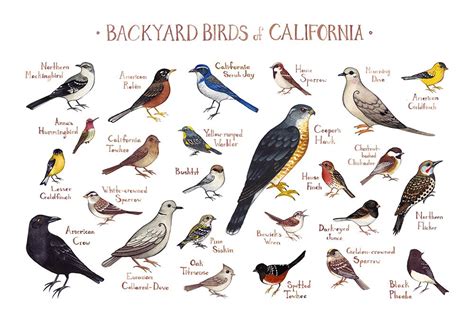 California Backyard Birds Field Guide Art Print Watercolor Etsy