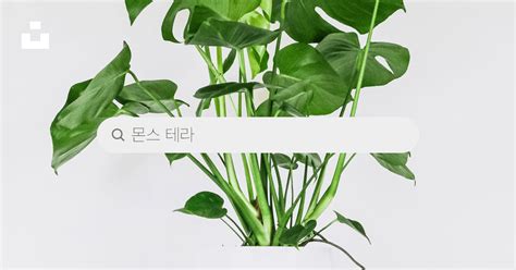 500 몬스테라 사진 Unsplash에서 무료 이미지 다운로드