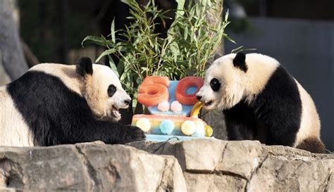 ‘푸바오…판다 가족 中반환 앞두고 ‘마지막 생일 잔치 Hinykorea
