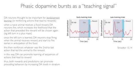 Psyc 371 Lecture 6 7 Dopamine And The Frontostriatal Circuits Cont Flashcards Quizlet
