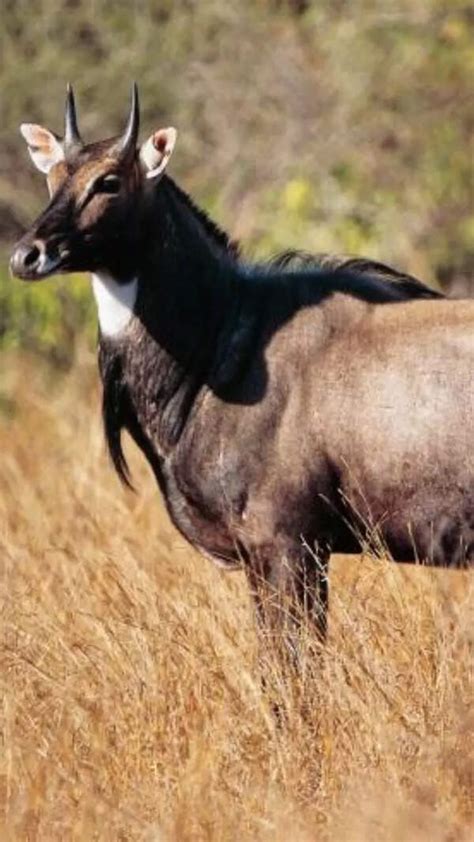 Meet Mykhailo Viktorovych Polyakov The American Youtuber Arrested For