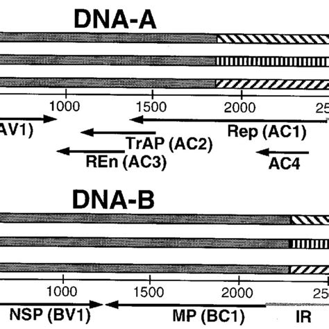 Genome Organization And Recombination Map Of The Tomato Infecting Download Scientific Diagram