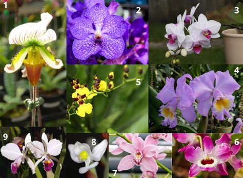 Tipos De Orquídeas Cuantas Hay Espécies Y Curiosidades