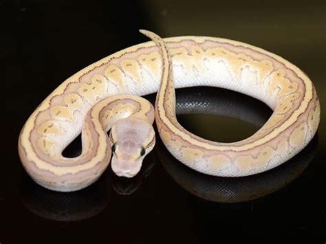 captive bred ball pythons rare color and pattern morphs ball python ball python morphs python