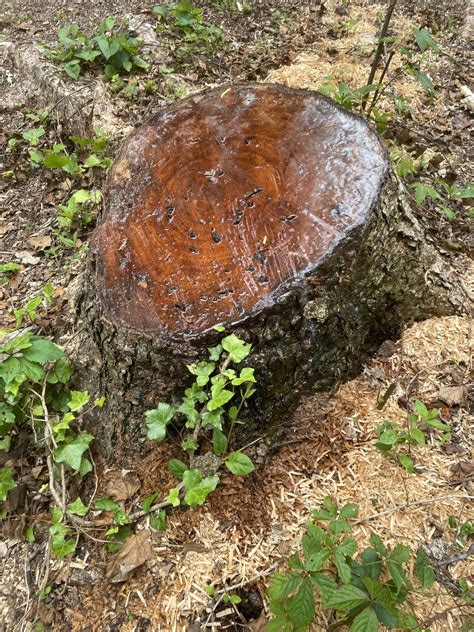 Slimy Iridescent Growth On A Recently Cut Birch Tree Stump Found In