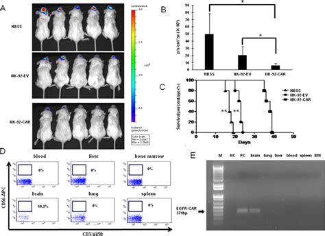 Nk 92 Egfr Car Cells Suppress In Vivo Growth Of Orthotopic Human Gscs