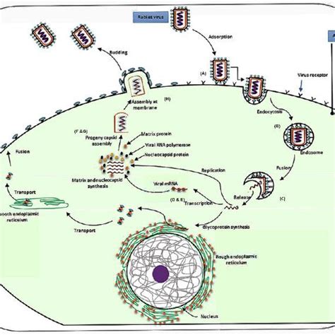 Replication Of Rabies Virus Inside The Host Cell A Attachment B Download Scientific Diagram