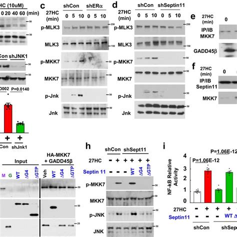 Pdf Macrophage To Endothelial Cell Crosstalk By The Cholesterol